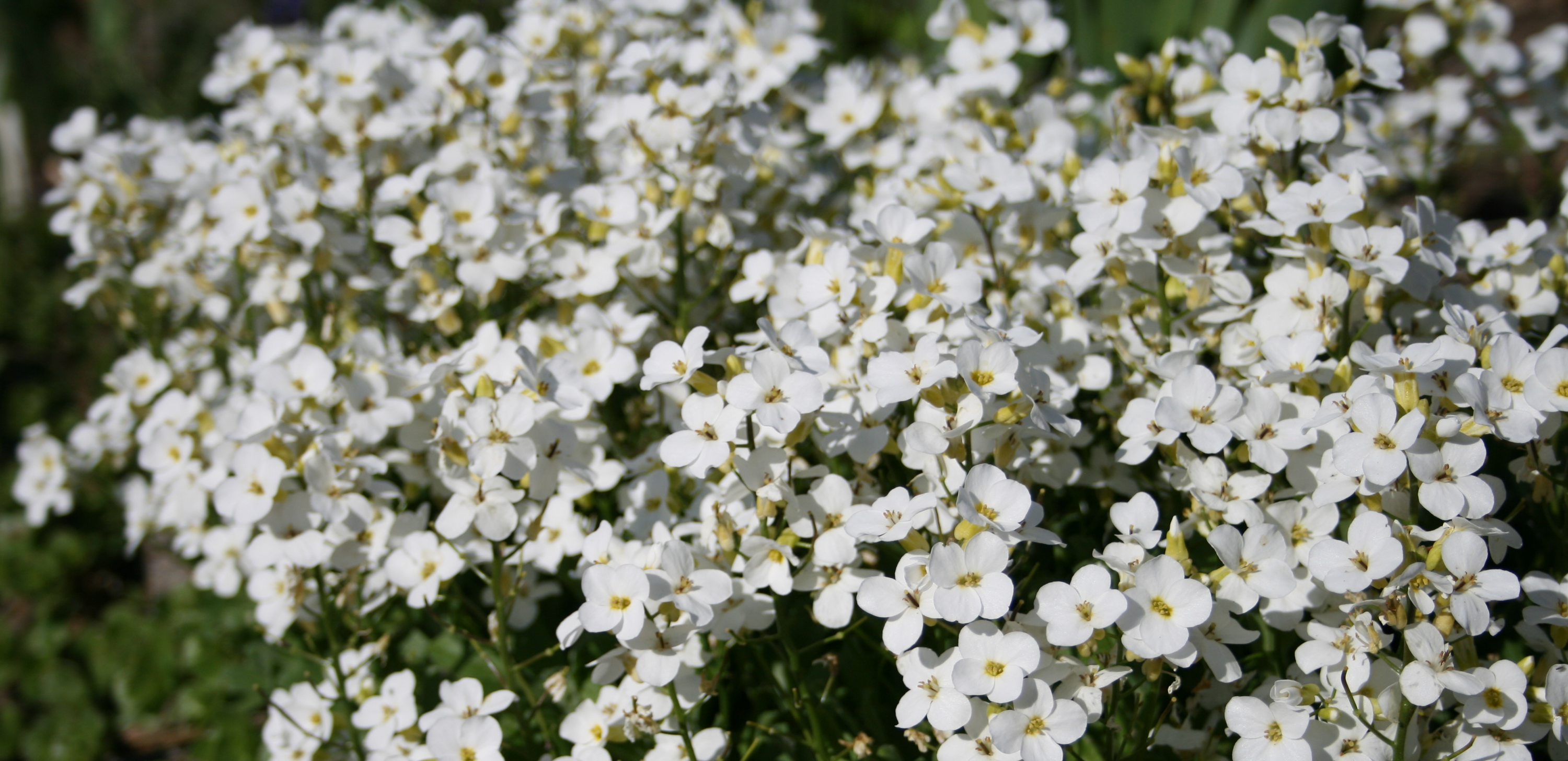 Arabis – Growtanical