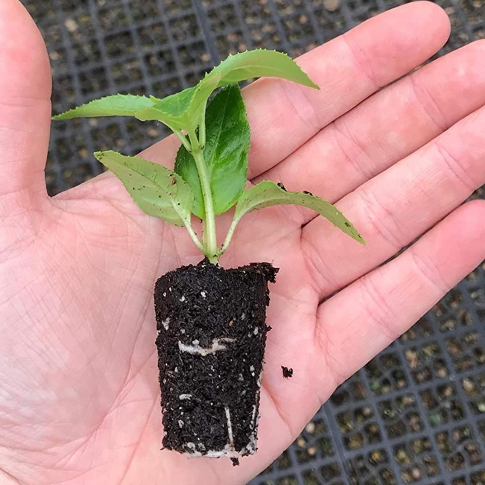Fuchsia Flying Scotsman X5 Growtanical