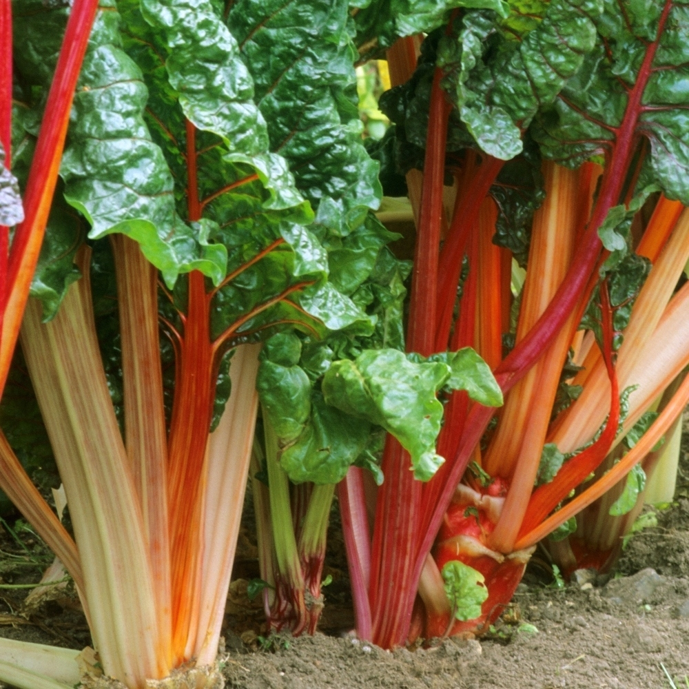 Rhubarb Mixed Crowns 3 Varieties – Growtanical
